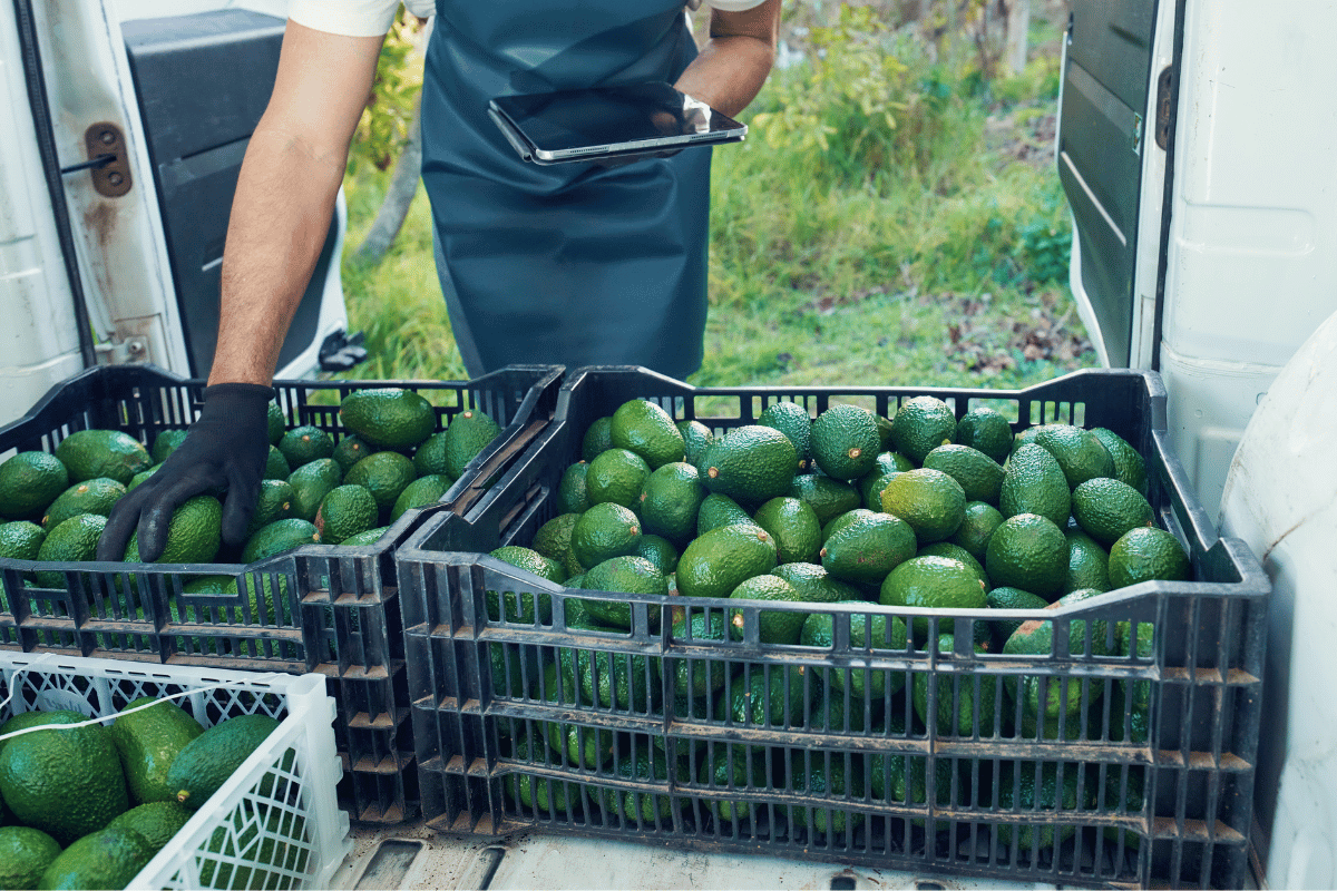 Avocado quality guide and export standards | Wikifarmer